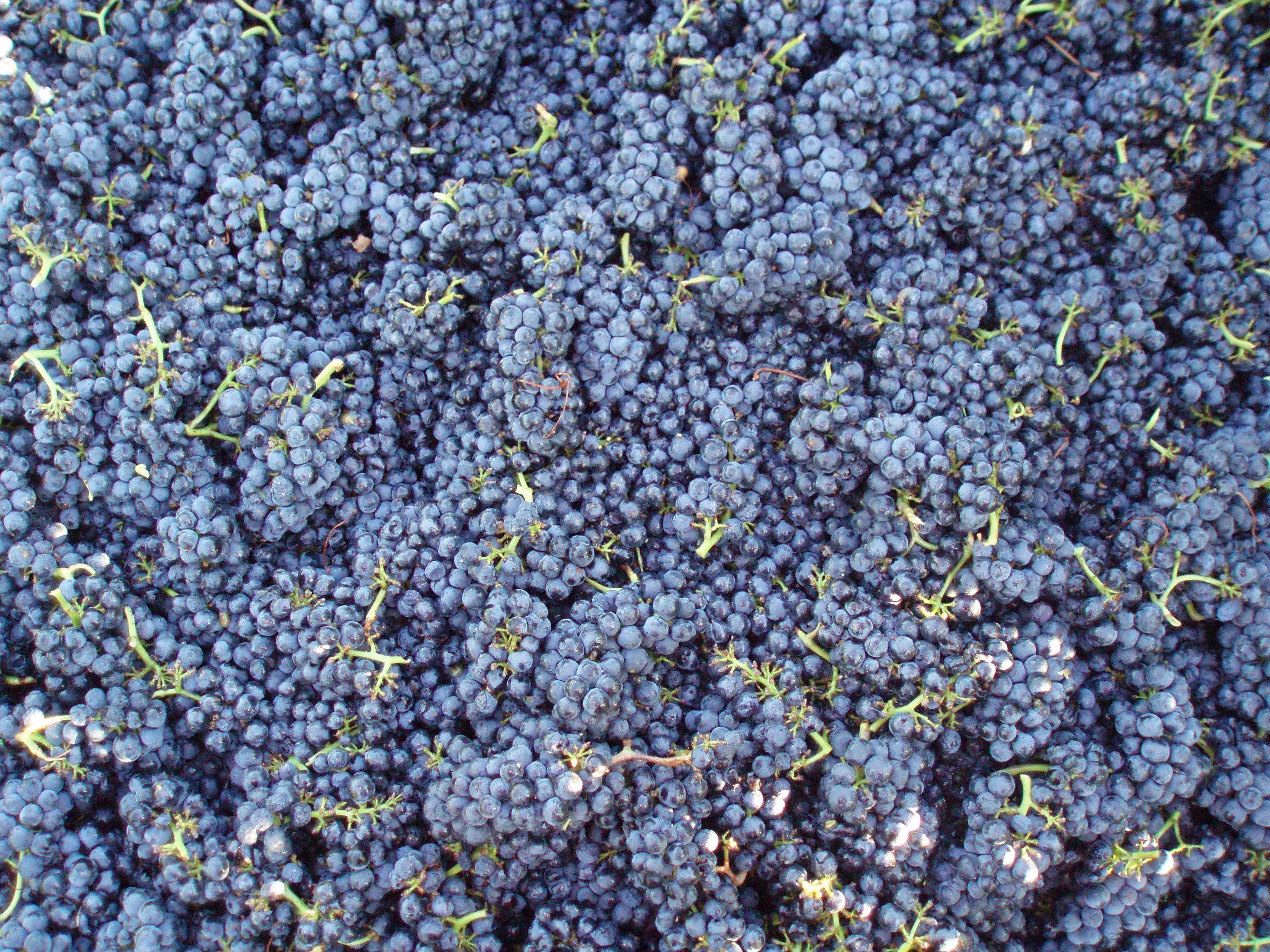 WSET Wine Classes at Statera – Statera Academy